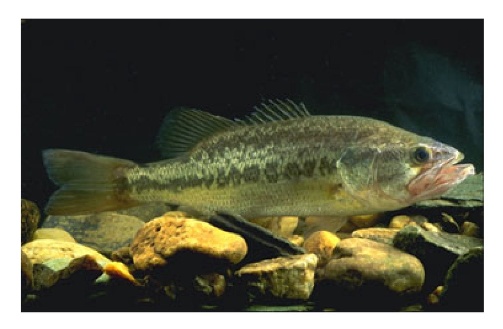 Why Are Lake Levels Important for Wildlife? - LOCSS
